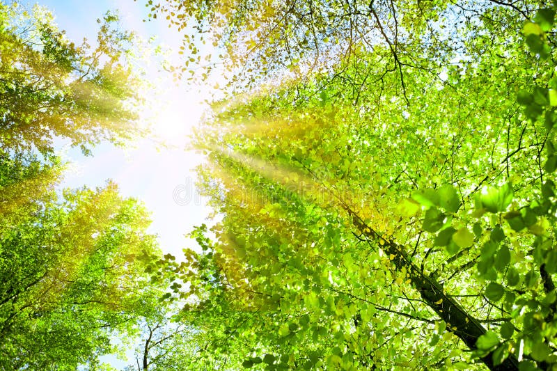 Summer Forest with Bright Sun Shining through the Trees. Stock Image ...