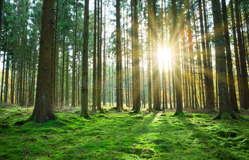 Summer Forest with Bright Sun Shining through the Trees. Stock Image ...