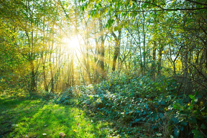 Summer Forest with Bright Sun Shining through the Trees. Stock Photo ...