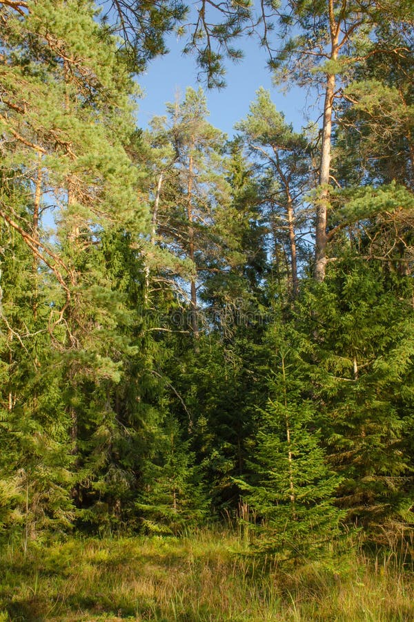 Summer Forest Coniferous Trees. Beautiful Vertical Nature Photo Stock ...