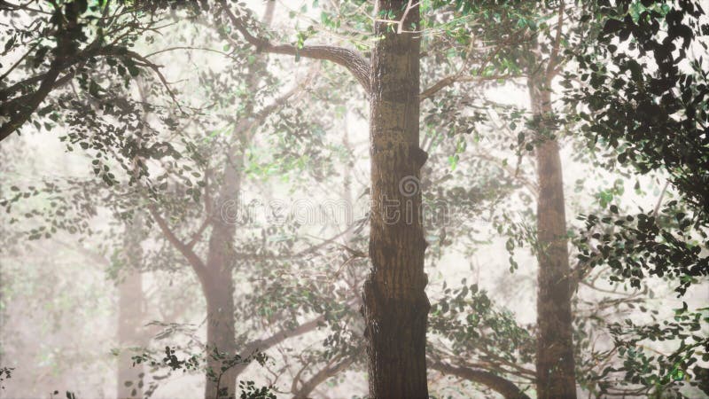 Summer Forest with Deep Fog Stock Image - Image of weather, night ...