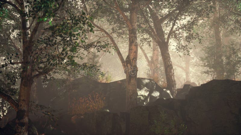 Summer Forest with Deep Fog Stock Image - Image of fantasy, mysterious ...