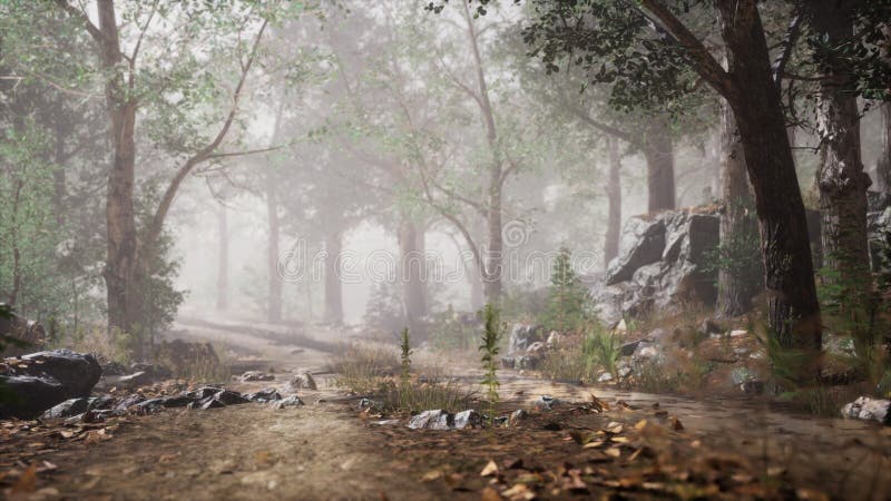 Summer Forest with Deep Fog Stock Image - Image of shadow, mood: 268823823