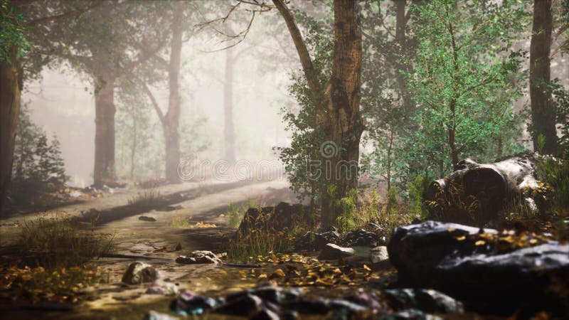 Summer Forest with Deep Fog Stock Image - Image of mood, path: 268823843