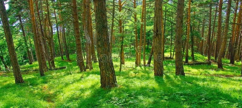 Summer forest stock image. Image of wood, pine, rural - 41849653