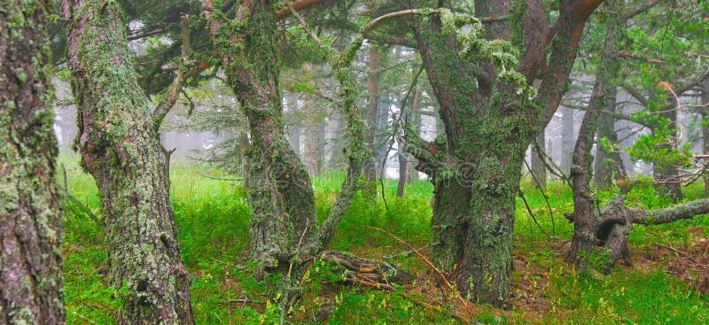 Summer forest stock photo. Image of grass, countryside - 41849658