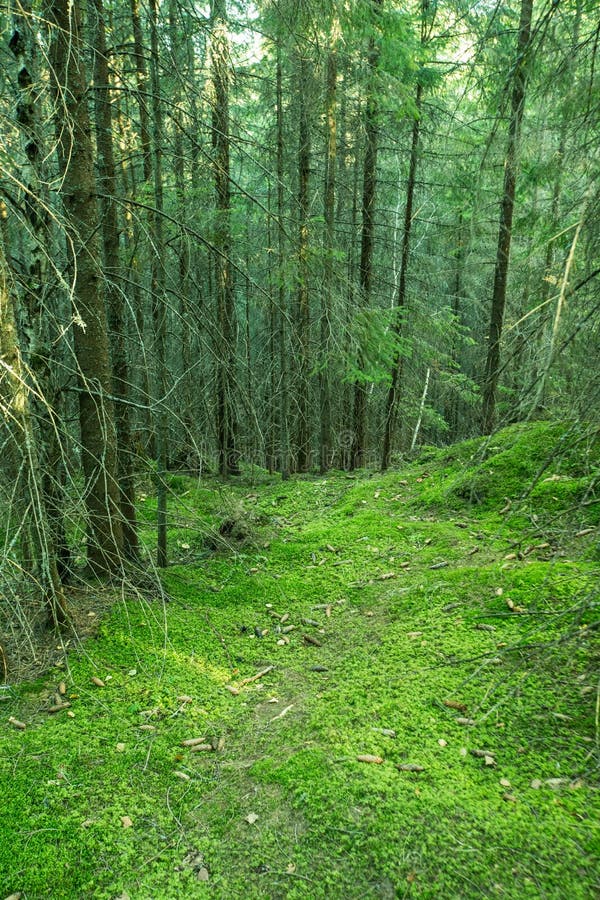 Summer Forest with Different Trees Stock Image - Image of blue, plant ...