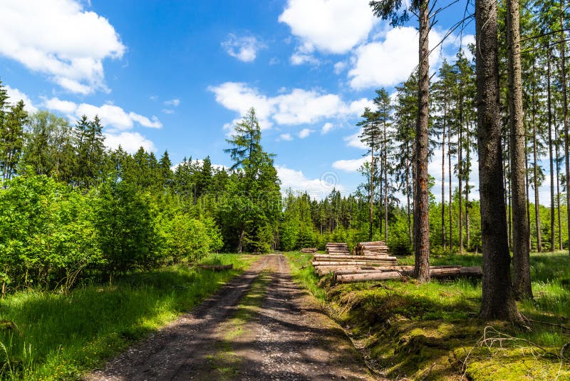 Summer Forest with Different Trees Stock Photo - Image of flow, park ...