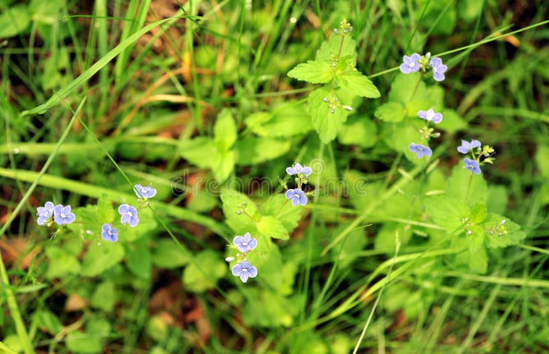 Summer forest flowers stock photo. Image of green, nature - 75971642
