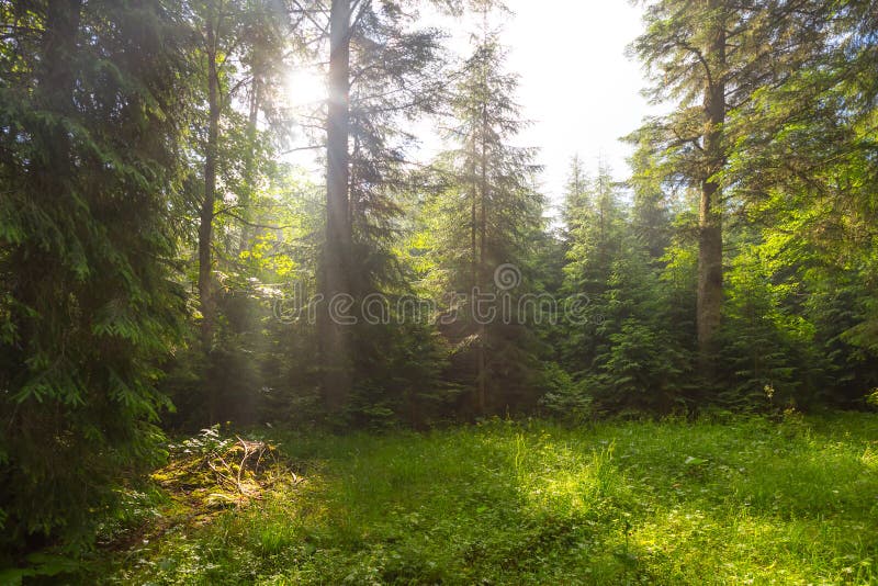 Forest Glade at the Early Morning Stock Photo - Image of magnificent ...