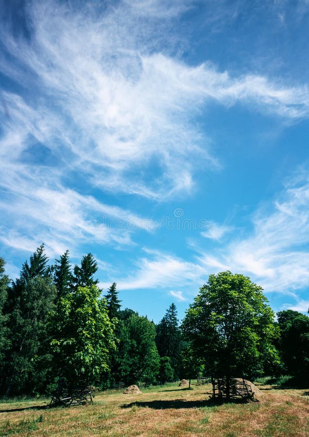 Summer forest gloom stock image. Image of trees, forest - 142427625