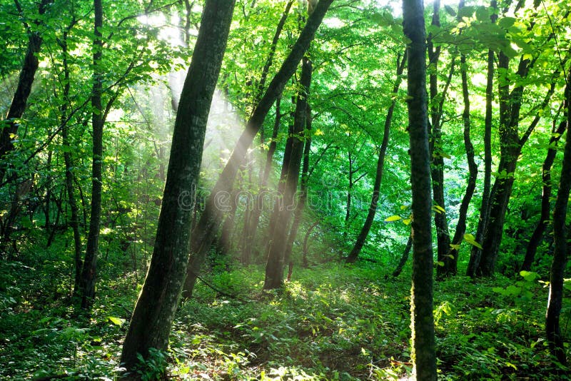 Summer forest stock photo. Image of summer, natural, national - 54192786