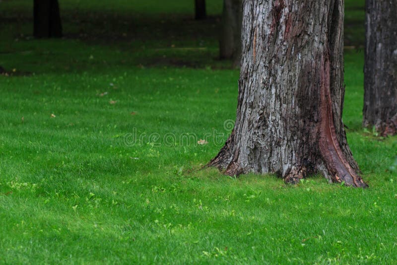 Summer Forest with Green Grass and Trees Stock Image - Image of grass ...