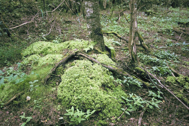 Summer Forest with a Green Moss. Stock Image - Image of europe ...