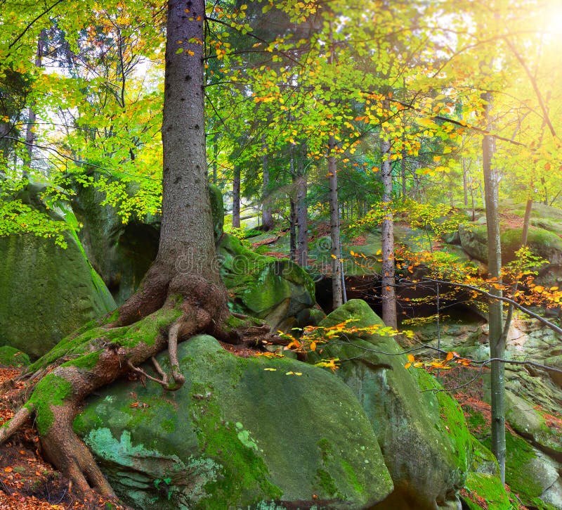 Summer Forest with Huge Tree Stock Photo - Image of root, park: 23928628