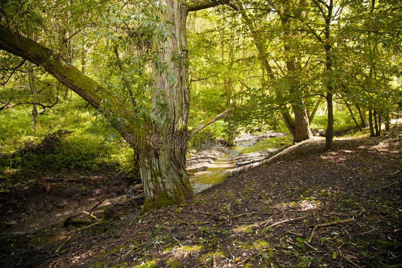 Summer forest stock photo. Image of forest, bole, tree - 32751880