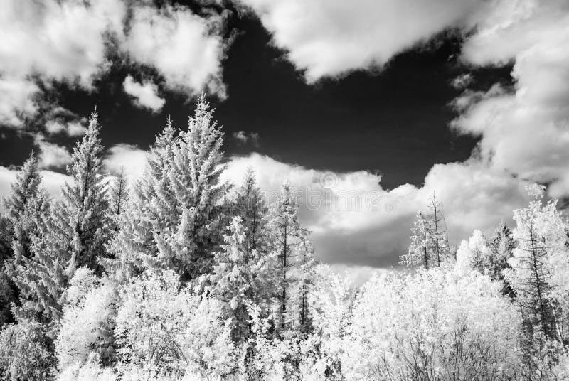 Summer Forest. Infrared Image Stock Photo - Image of spring, meditation ...