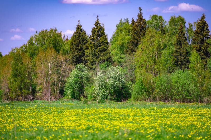 Summer forest landscape stock photo. Image of lush, scenic - 255365710
