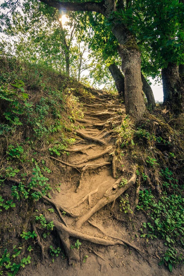 Summer Forest Landscape. Natural Staircase from the Roots of the Trees ...