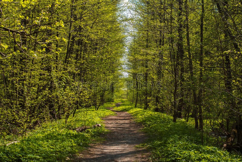 Summer forest landscape stock image. Image of leaf, road - 116607875