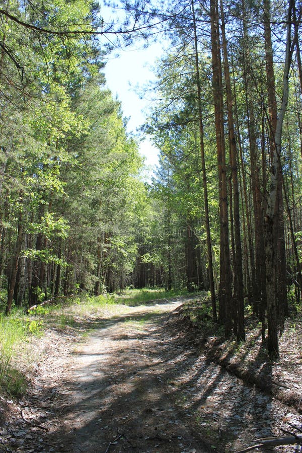Summer. Forest landscape stock photo. Image of lush - 149598552