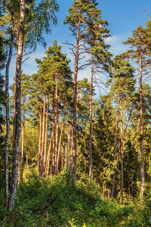 Summer forest stock photo. Image of green, forest, abstract - 19967558