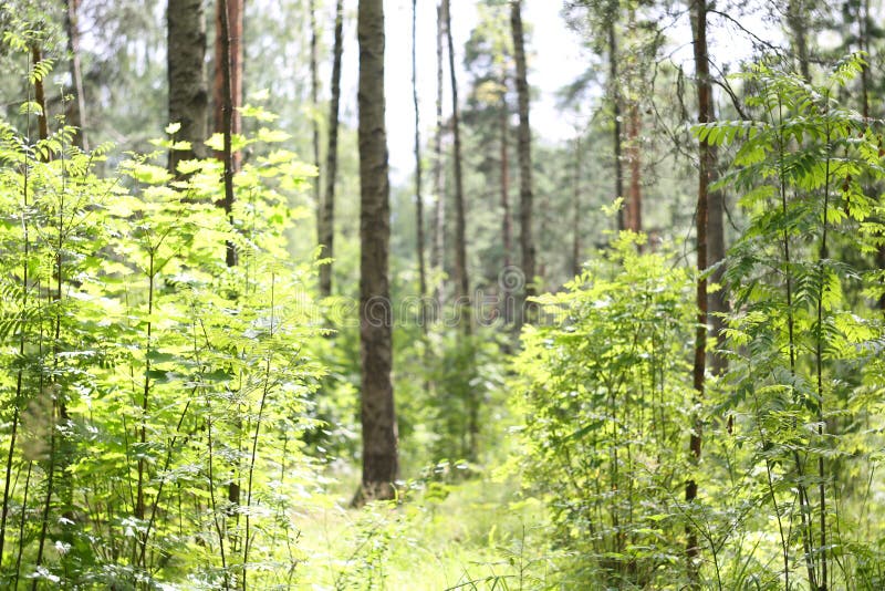 Summer forest landscape stock image. Image of sunlight - 89341379
