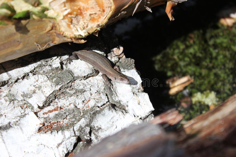Lizard on a birch stump stock photo. Image of tree, fallen - 149600066