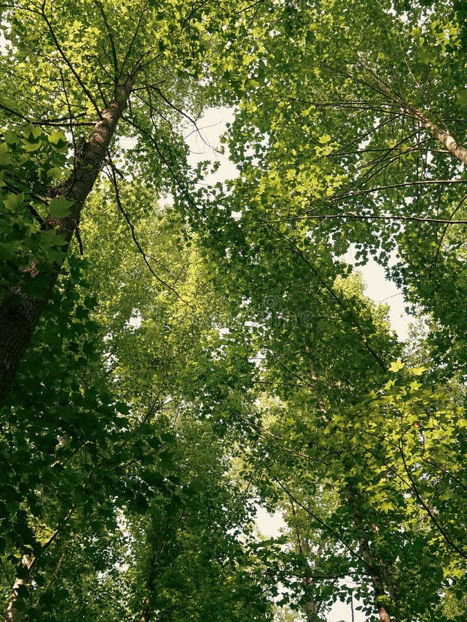Lush Green Forest Filled with Tall Trees and Fallen Logs Stock Image ...
