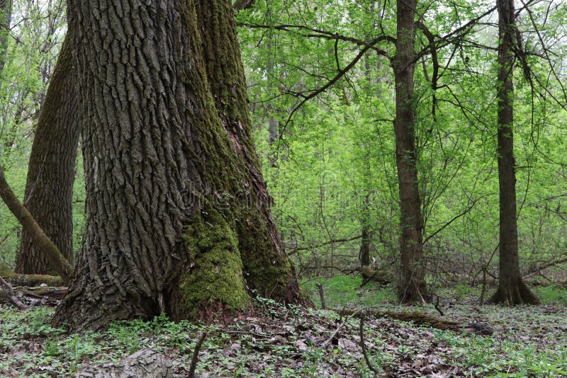 Tree Covered with Moss in the Summer Forest Stock Image - Image of leaf ...