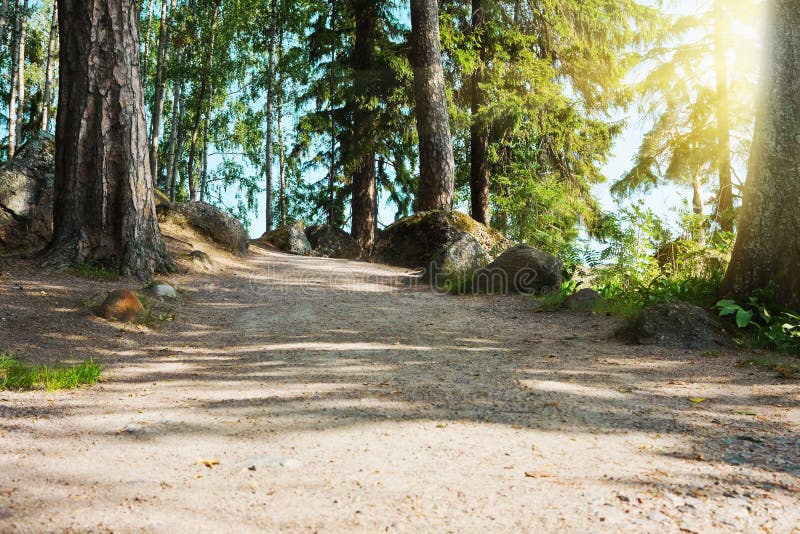 Summer Forest Mountain Path at Sunset Stock Photo - Image of fall ...