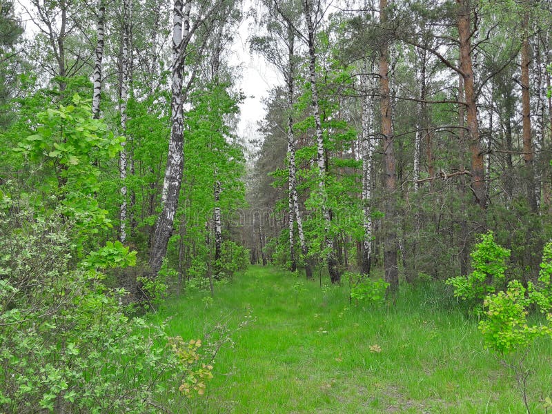 Forest Outside the Village in Late Spring Stock Image - Image of ...