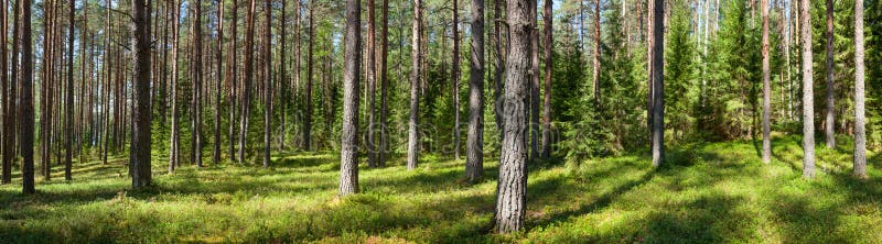Summer forest panorama stock image. Image of scenics - 49223923