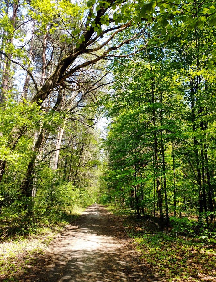 Summer forest stock photo. Image of green, trail, deciduous - 218792412