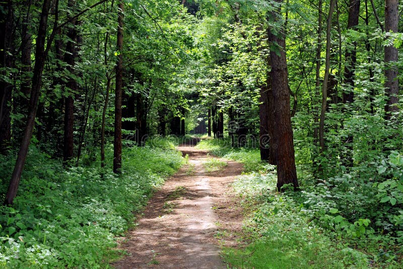 Summer forest path stock image. Image of nature, shades - 75971659