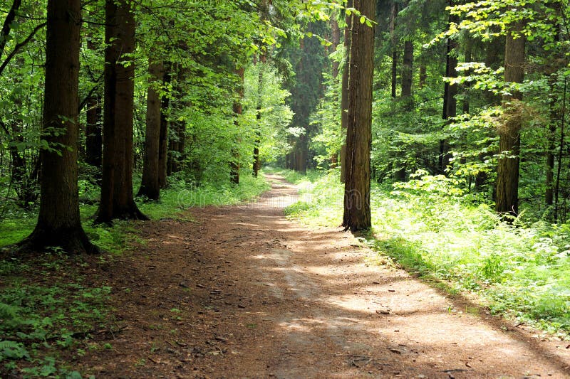 Summer forest path stock photo. Image of leaf, nature - 75971762