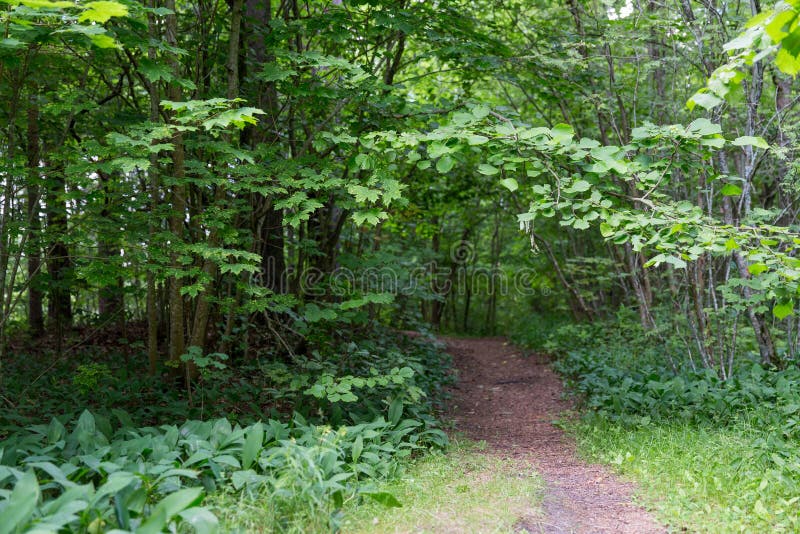Summer forest and path stock image. Image of track, concept - 62848929