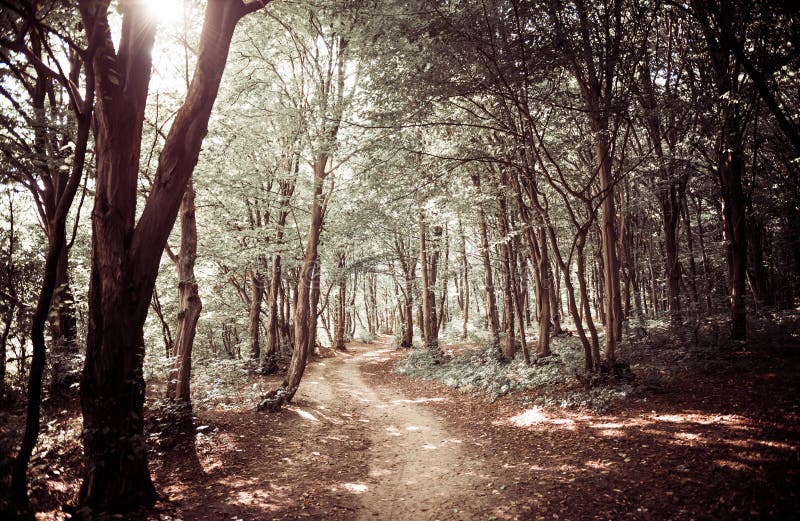 Summer forest path stock image. Image of natural, pathway - 42577683