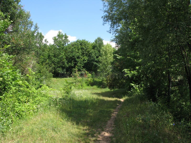 Summer forest path stock photo. Image of deciduous, terrain - 146651992