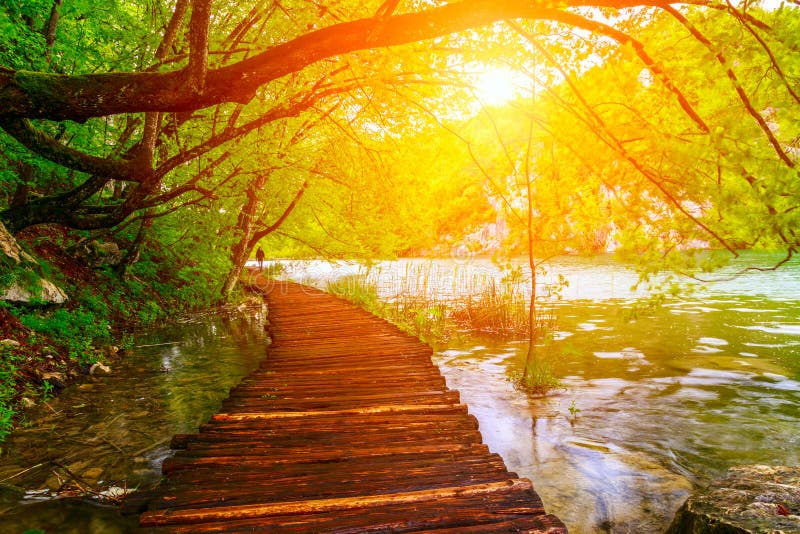 Summer Forest Pathway in Plitvice National Park Stock Photo - Image of ...