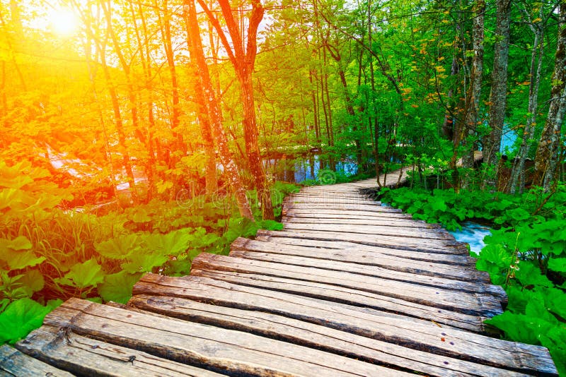Summer Forest Pathway in Plitvice National Park Stock Photo - Image of ...