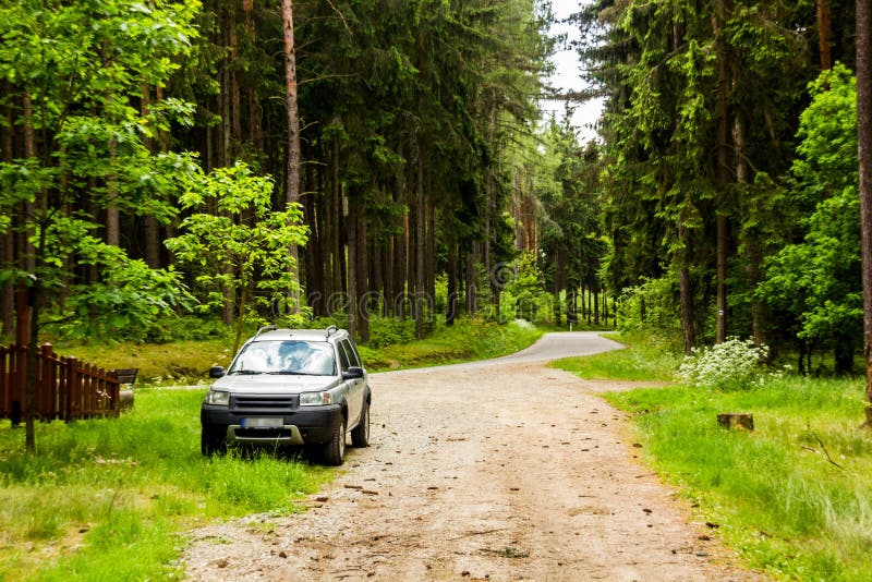 Summer forest stock photo. Image of path, road, park - 93658306
