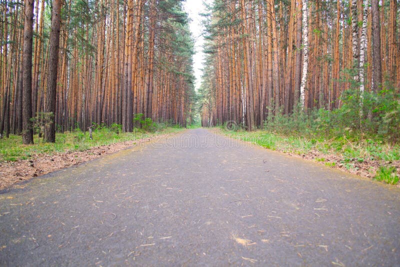 Summer Forest Road into the Distance. Stock Photo - Image of unknown ...