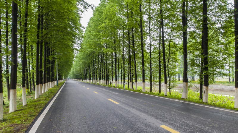 Summer forest road stock photo. Image of belgium, infinity - 70693584