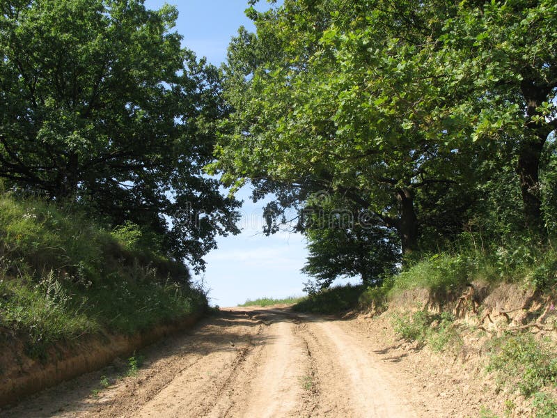 Summer forest road stock photo. Image of territory, sunny - 148354326