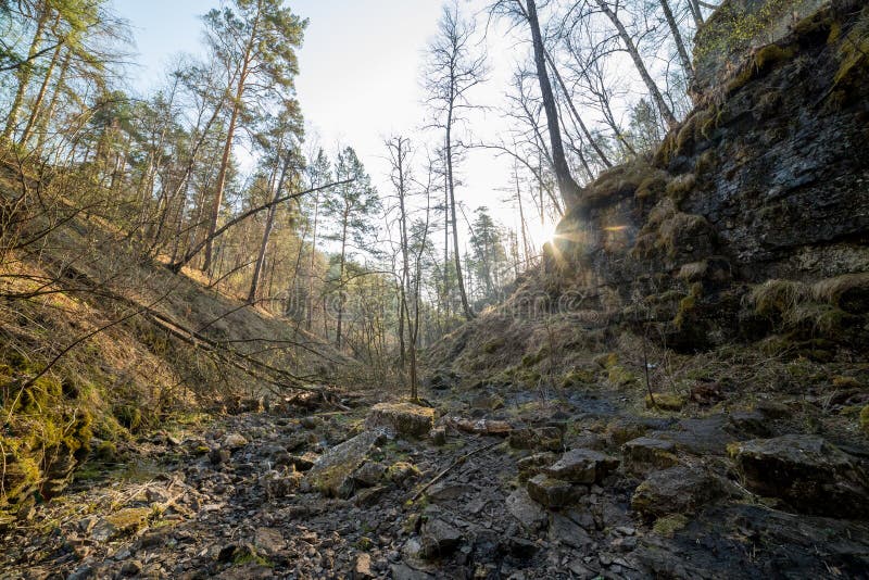 A Summer Forest. Rock on the Ground and Twigs Stock Photo - Image of ...