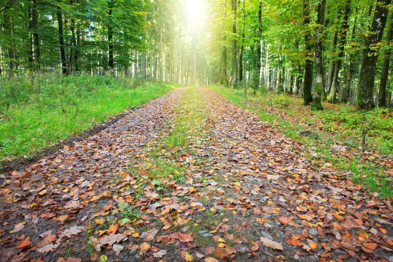 Summer Forest with Sun Beam and Road. Stock Image - Image of branch ...
