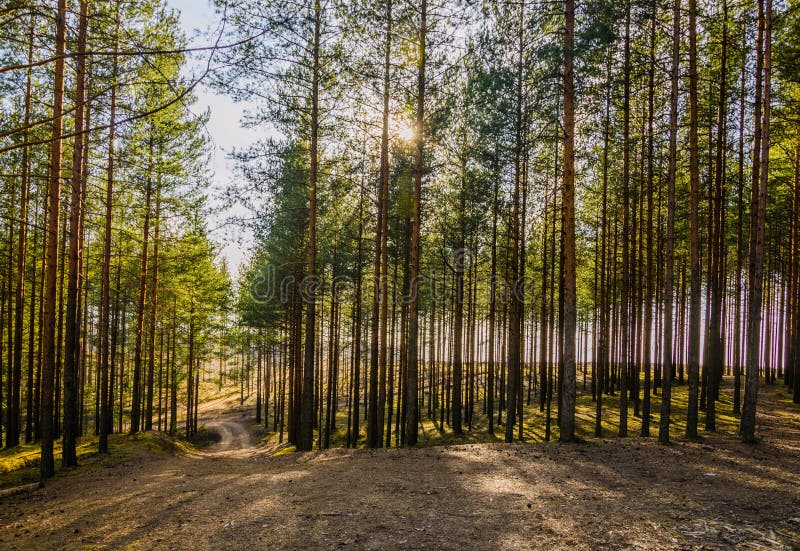 Summer Forest stock photo. Image of sunset, forest, nature - 54421290