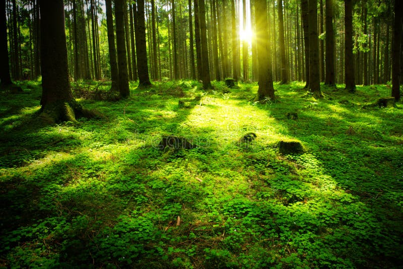 Sun rays in the forest. stock image. Image of beautiful - 7064083
