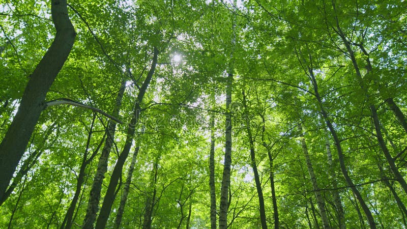 Summer Forest. Sunrise Rays Break through Leafless Crowns of Trees ...